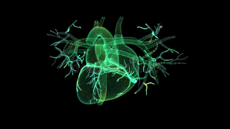 Human Circulatory System Heart Beat Anatomy Animation Concept.Motion ...