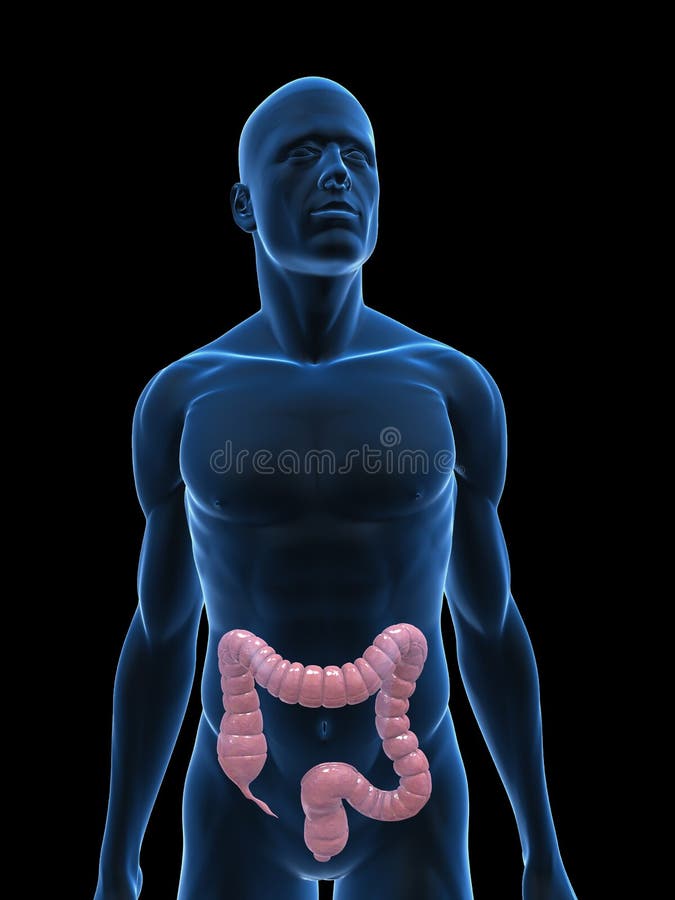 Human colon stock illustration. Illustration of colon - 10244660