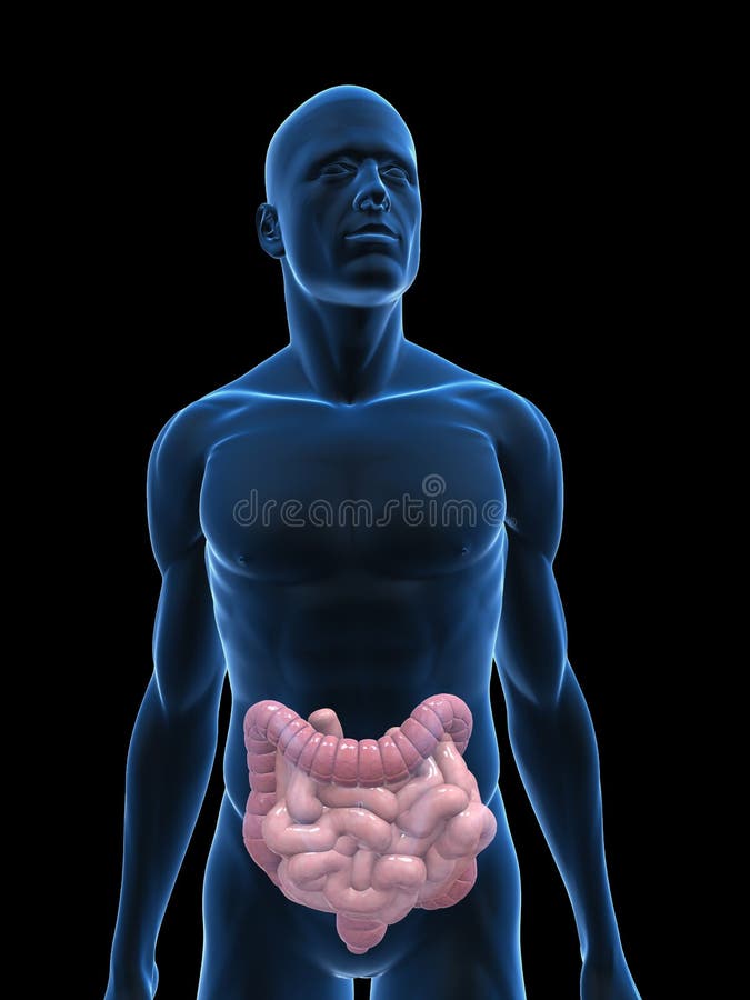 Human colon stock illustration. Illustration of anatomy - 10244665