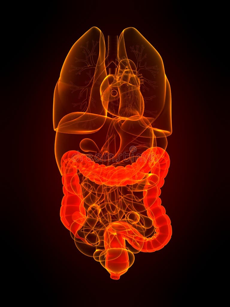 Human Colon Stock Illustrations – 14,701 Human Colon Stock ...