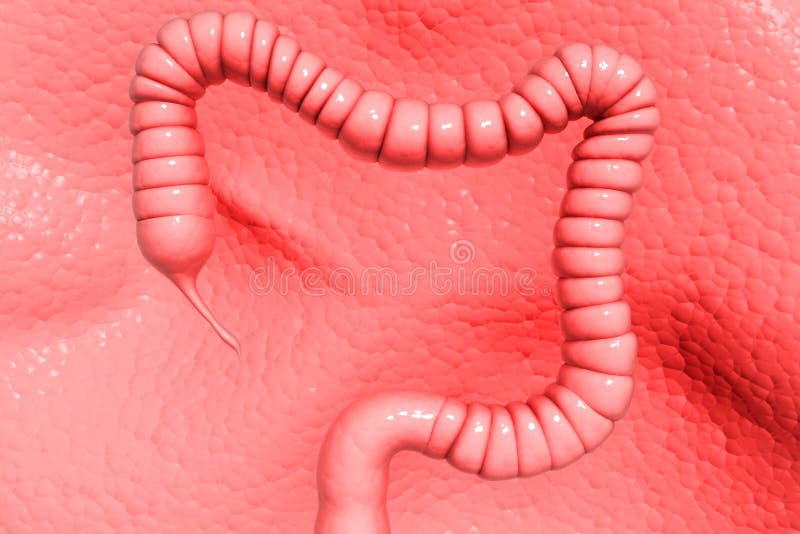Human colon stock illustration. Illustration of appendix - 16699010