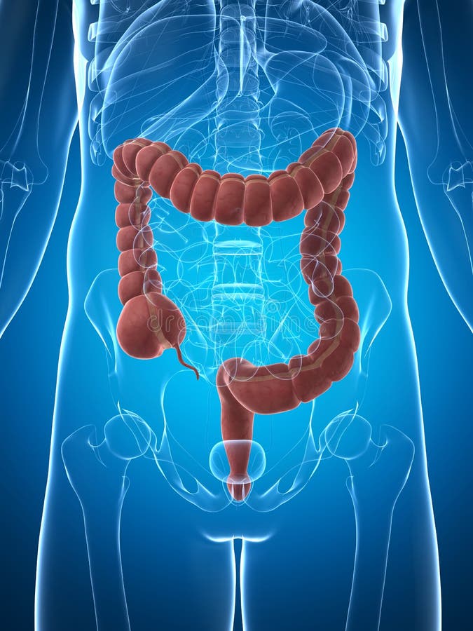Human colon stock illustration. Illustration of male - 28961909