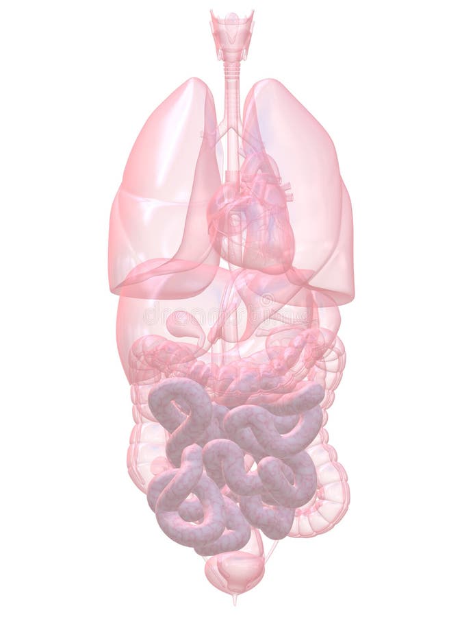 Human organ anatomy stock illustration. Illustration of anatomical ...