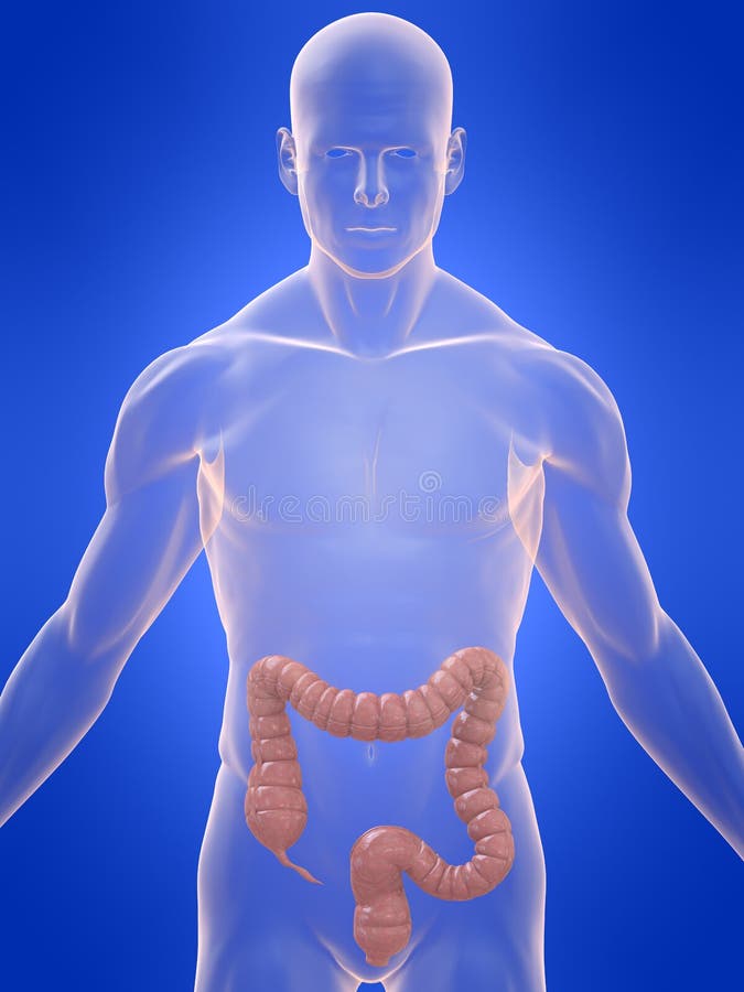 Human colon stock illustration. Illustration of gastric - 7095659