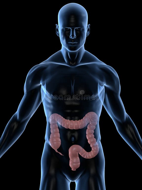 Human colon stock illustration. Illustration of biology - 9093878