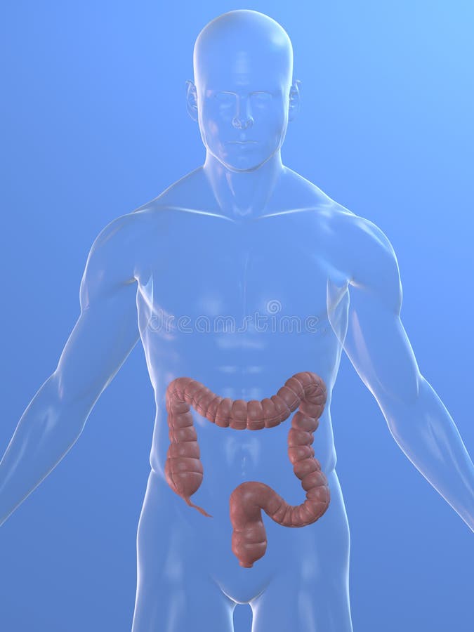 Human colon stock illustration. Illustration of organ - 9094169