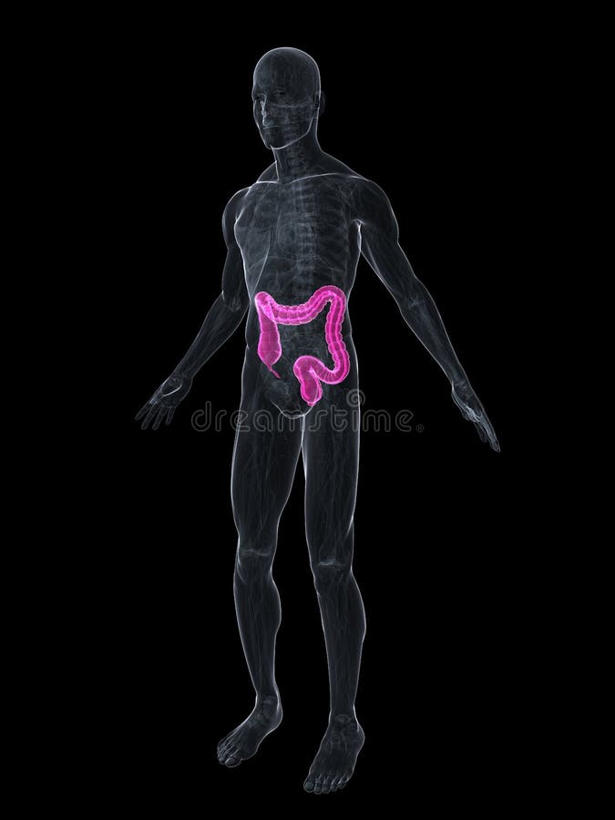 Colon stock illustration. Illustration of bladder, biology - 6731191
