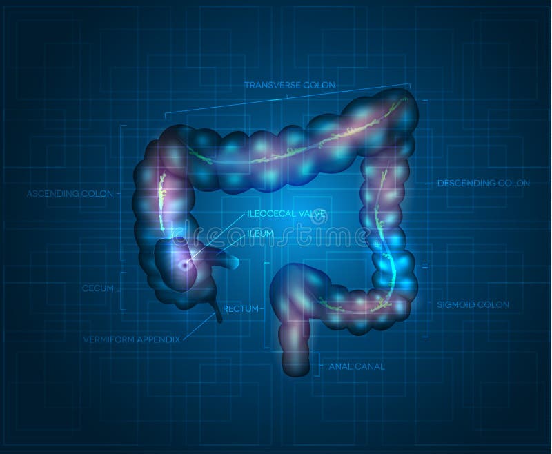 Anatomy Stomach Transverse Colon Stock Illustrations – 968 Anatomy ...