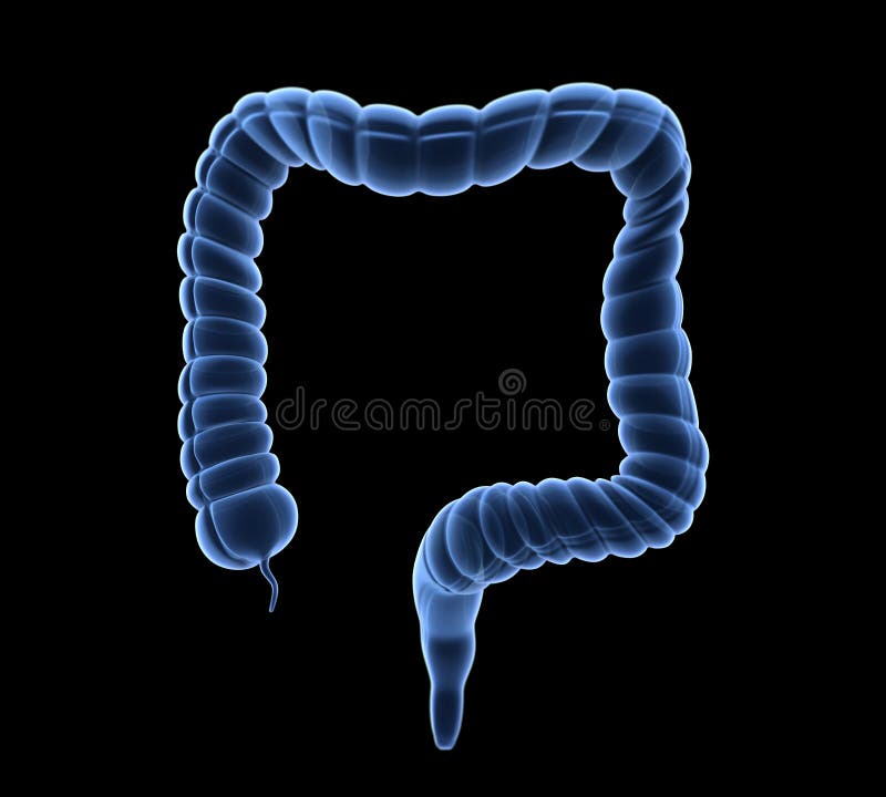 Human Colon Anatomy stock illustration. Illustration of highlights ...