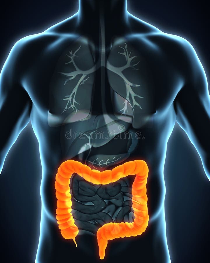 Human Colon Anatomy stock illustration. Illustration of highlights ...