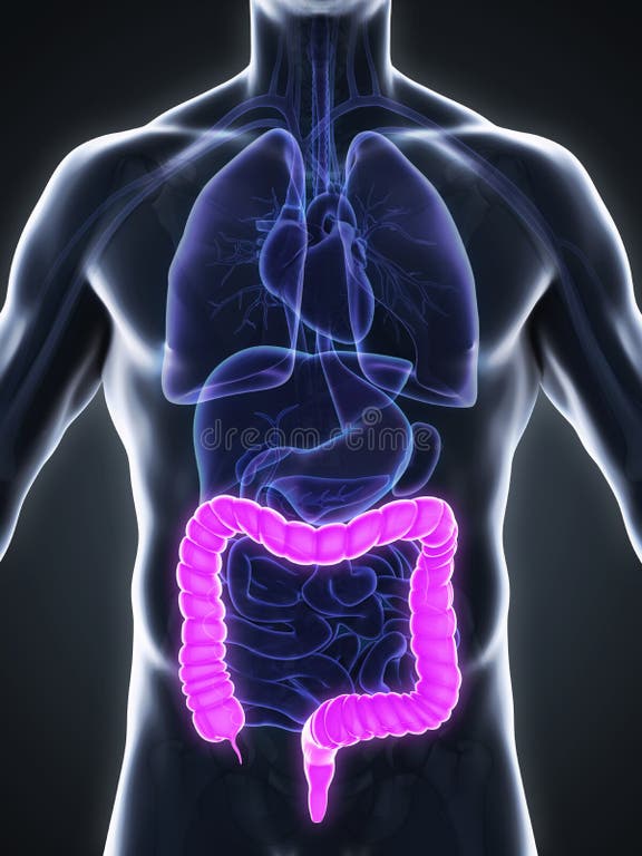 Human Colon Anatomy stock illustration. Illustration of abdominal ...