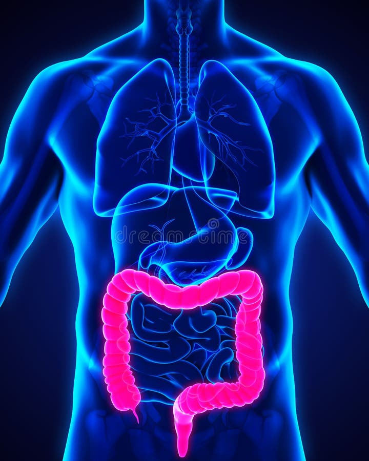 Human Colon Anatomy stock illustration. Illustration of gastric - 50790456