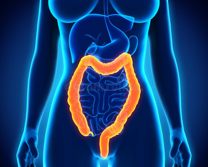 Human Colon Anatomy stock illustration. Illustration of healthy - 87684565