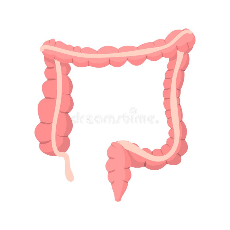 Human Colon Icon, Icon Cartoon Stock Vector - Illustration of cartoon ...