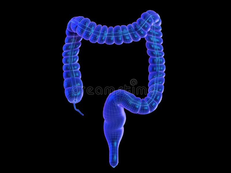 A human colon stock illustration. Illustration of grid - 165081143