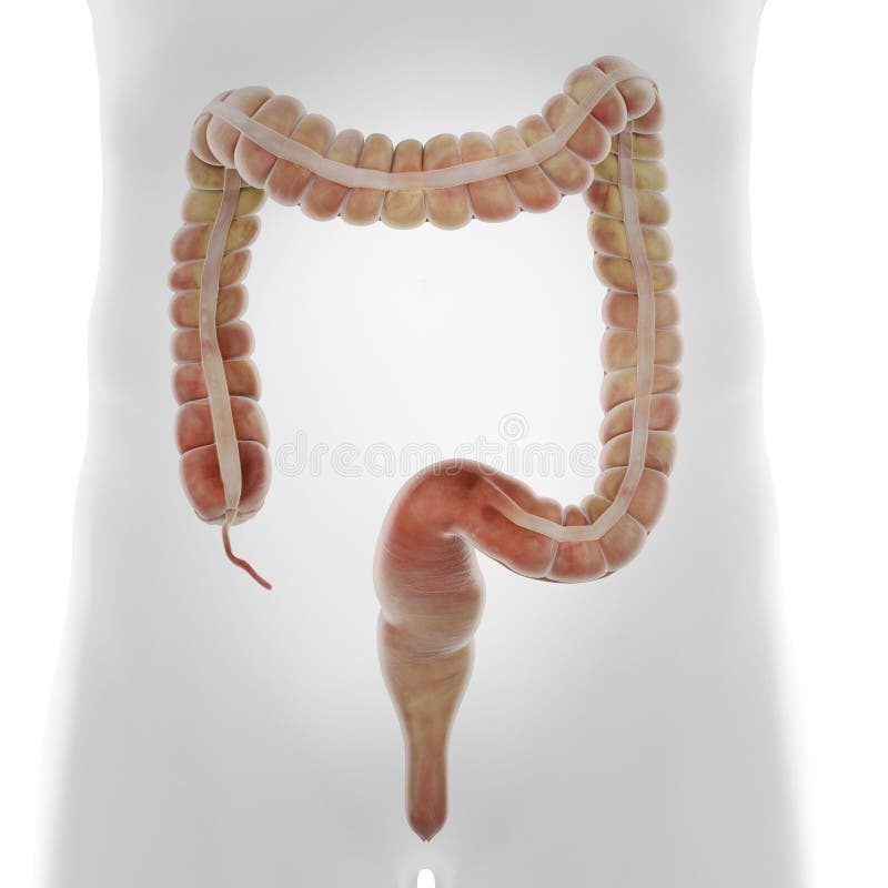 Human colon stock illustration. Illustration of render - 2835863