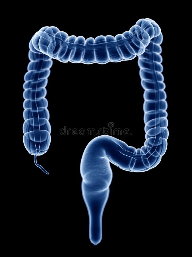 Human colon stock illustration. Illustration of cancer - 5498871