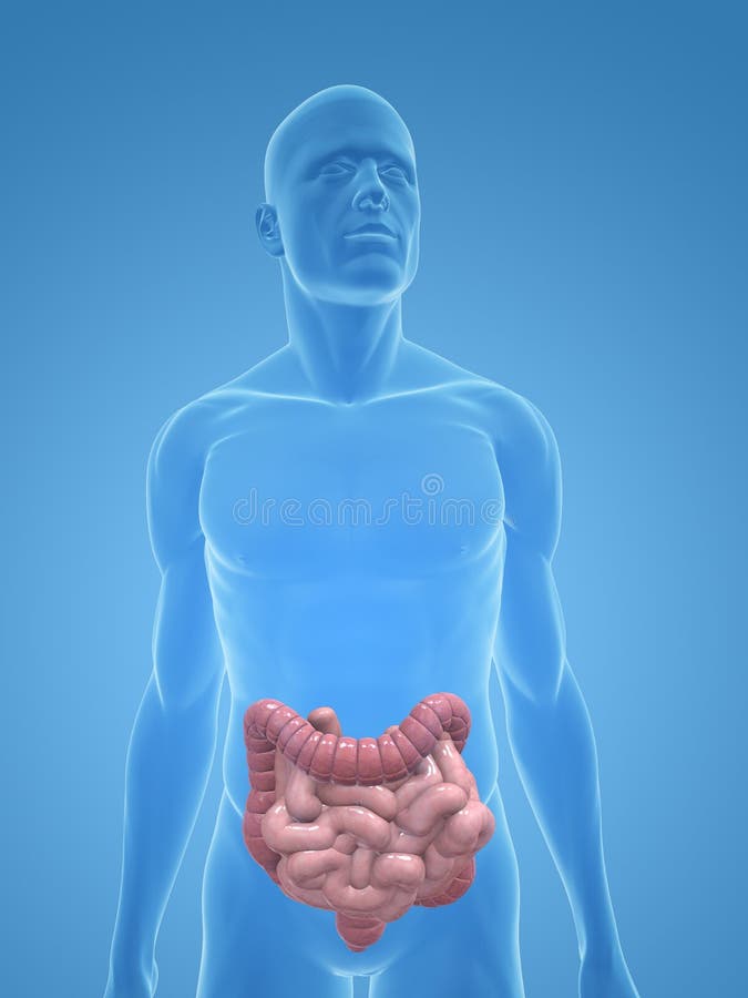 Human colon and intestines stock illustration. Illustration of ...