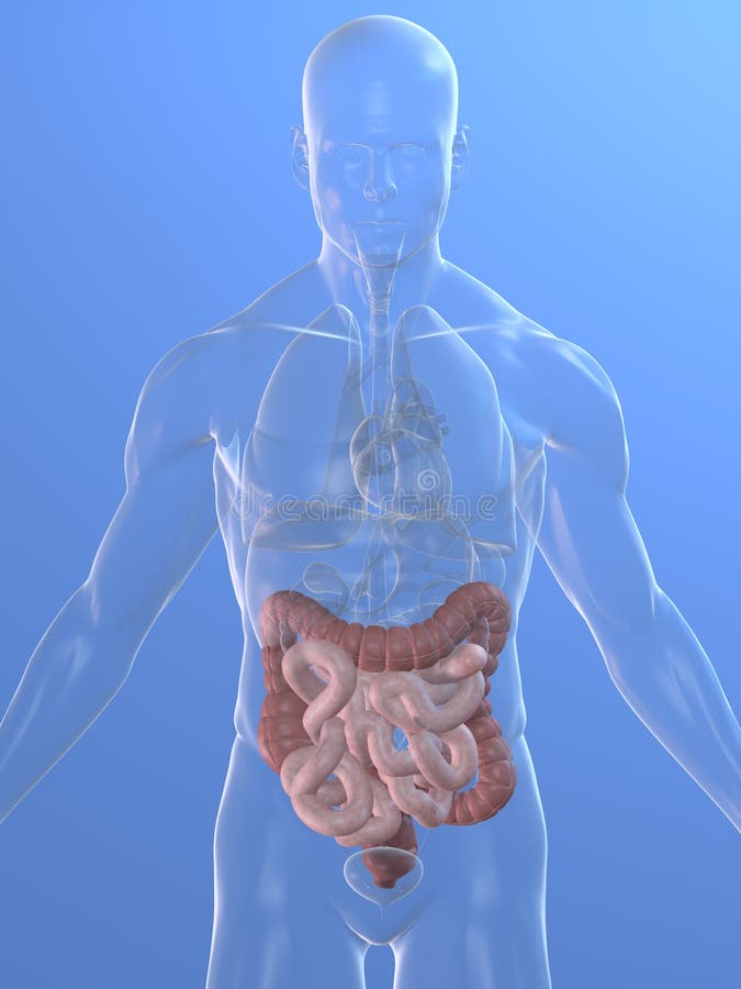 Human colon and intestines stock illustration. Illustration of human ...