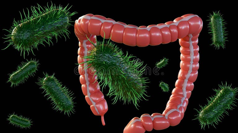 The Human Colon or Large Intestine and Pathogenic Bacteria. Stock ...