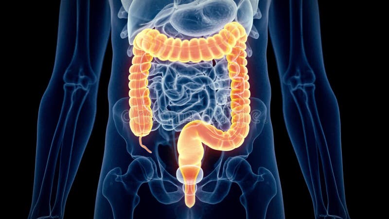 The human colon stock video. Video of science, blue, biomedical - 69618689