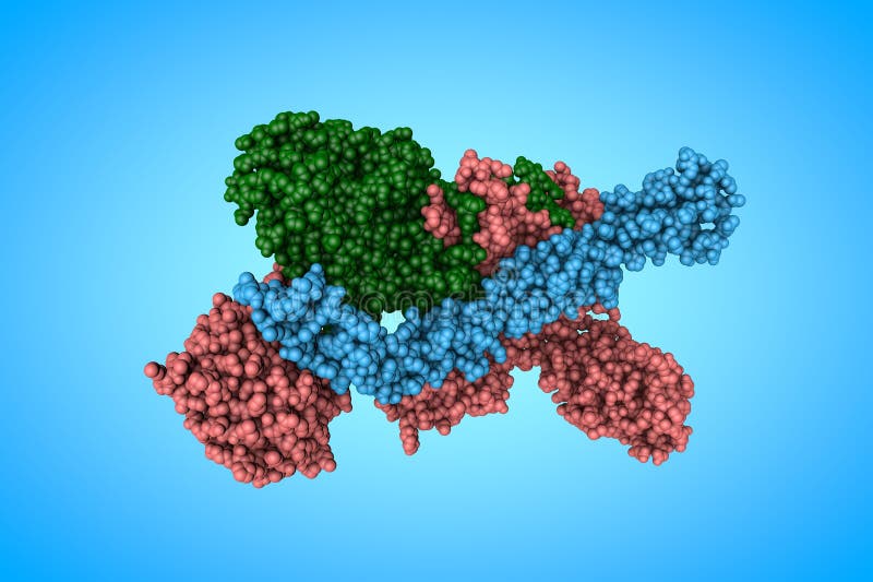Human Complement C3b in Complex with Smallpox Inhibitor of Complement ...