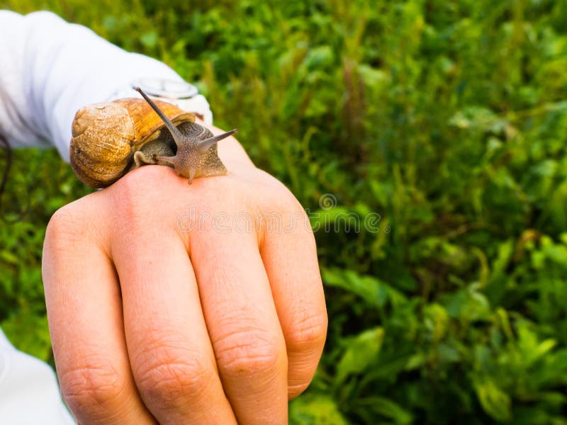 Human eye and contact lens stock image. Image of lens - 46473347