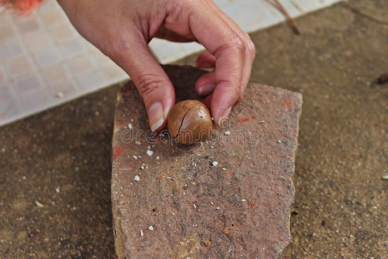 Human Cracking Macadamia Nuts Stock Image - Image of shell, nuts: 47921935