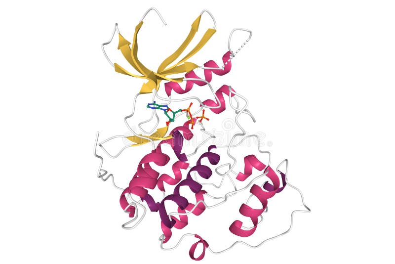 Human Cyclin-dependent Kinase 2 Complexed with an ATP Molecule, 3D ...
