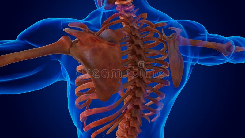 Human Damage Skeleton All Bones for Medical Concept 3D Stock ...