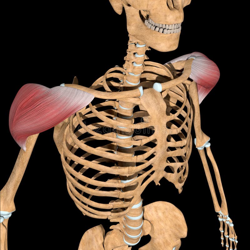 Human Deltoid Muscles on Skeleton Stock Illustration - Illustration of ...