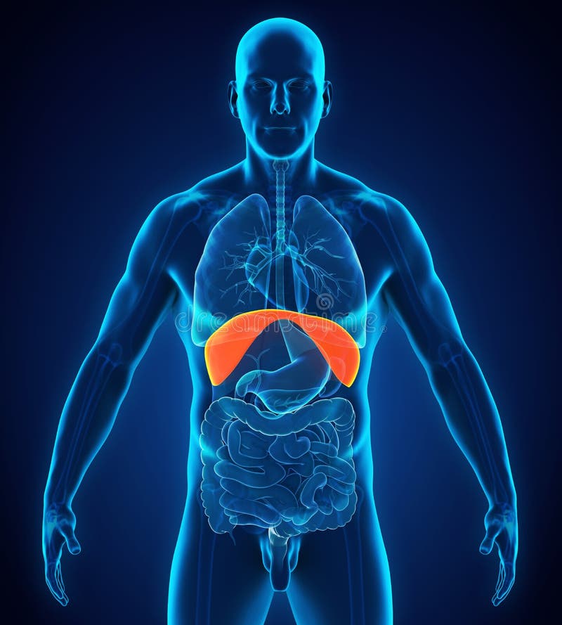 Human Diaphragm Anatomy stock illustration. Illustration of male ...