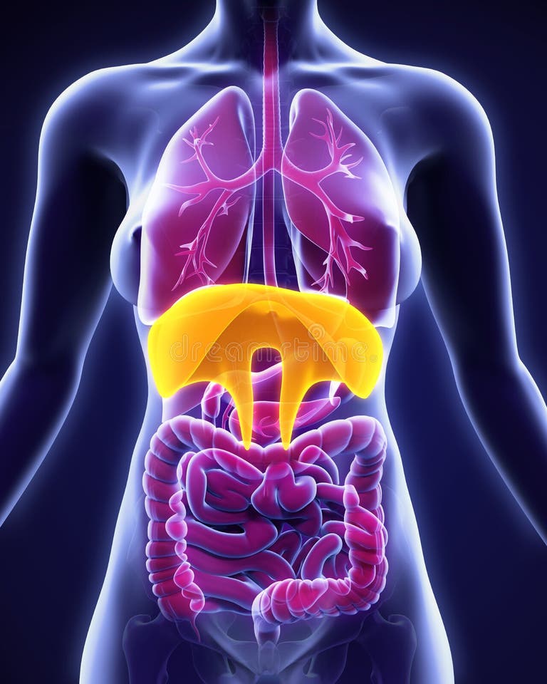 Diaphragm Stock Illustrations – 9,648 Diaphragm Stock Illustrations ...