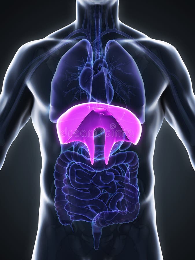 Human Diaphragm Anatomy stock illustration. Illustration of internal ...
