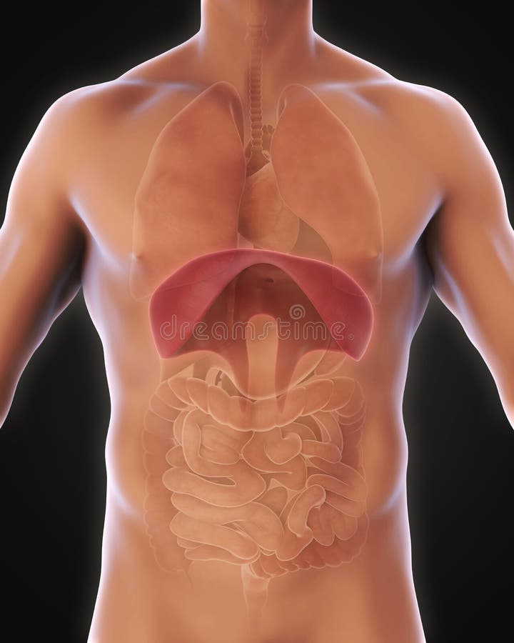 Human Diaphragm Anatomy stock illustration. Illustration of internal ...