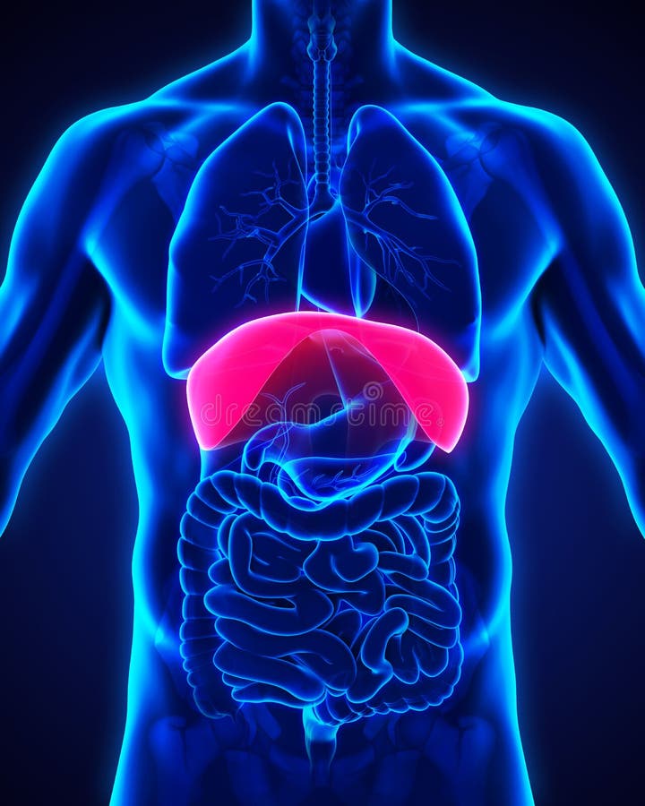 Human Diaphragm Anatomy stock illustration. Illustration of nasal ...