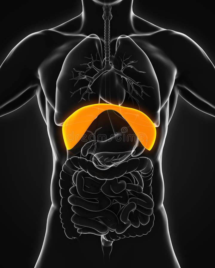 Human Diaphragm Anatomy stock illustration. Illustration of internal ...
