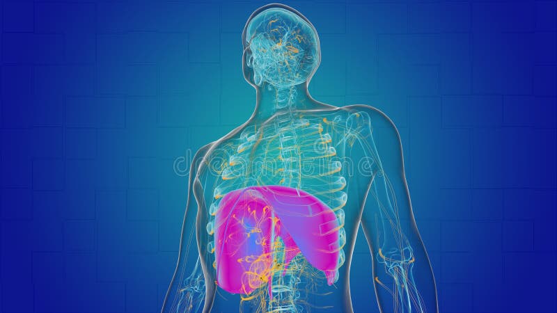 Human Diaphragm Anatomy for Medical Concept 3D Stock Illustration ...