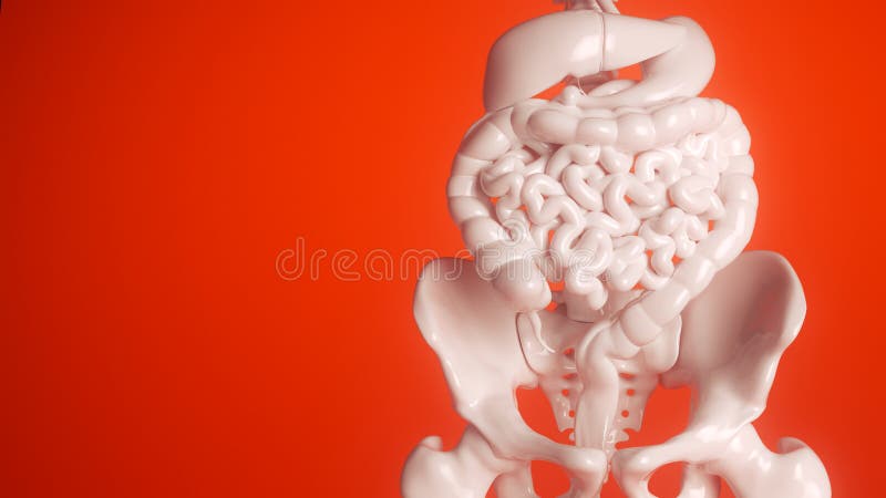 Human Digestive Organs in White on a Red Background - 3d Rendering ...