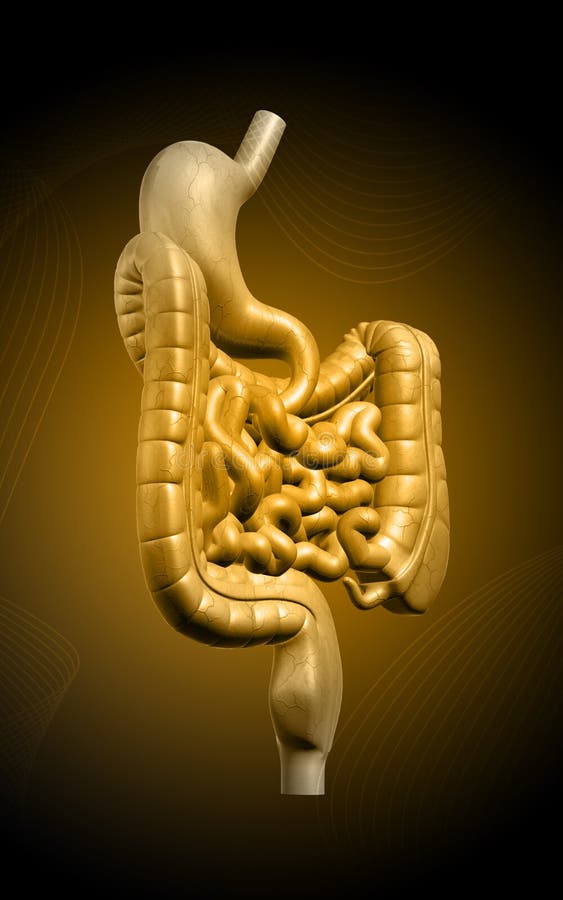 Human colon stock illustration. Illustration of health - 11734643