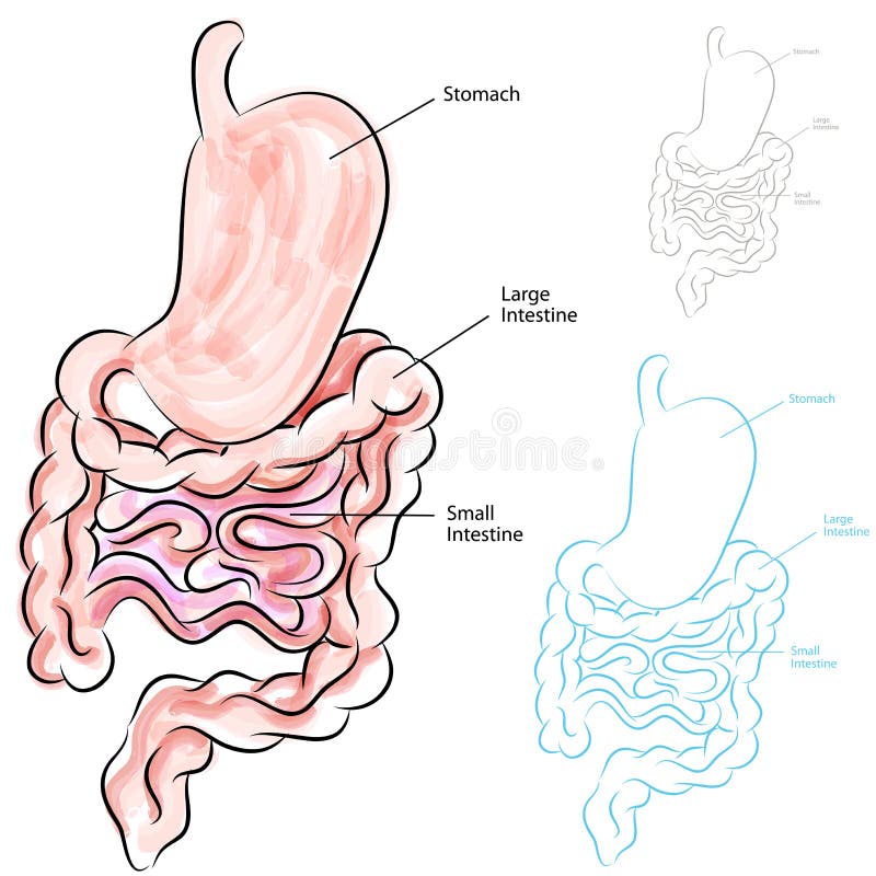 Human Digestive System Drawing Stock Illustrations – 2,311 Human ...