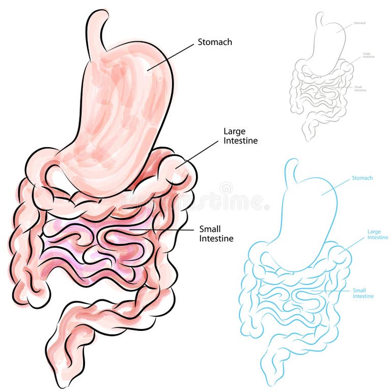 Human Digestive System stock vector. Illustration of blue - 23855701