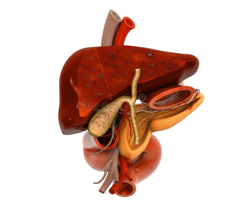 Human digestive system stock illustration. Illustration of medicine ... Human digestive system stock illustration. Illustration of medicine ...