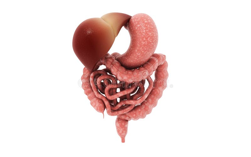 Human Digestive System (Extraction) Stock Photo - Image of anatomy ...