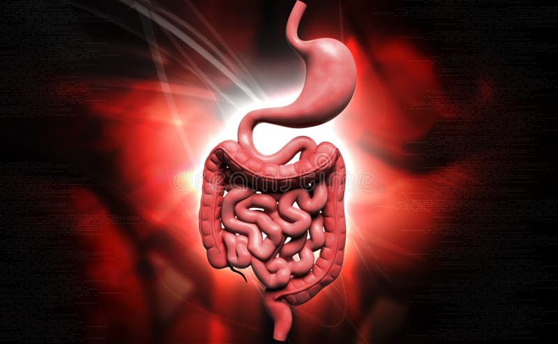 Human Digestive System Diagram, Vector Illustration in Simple Black and ...