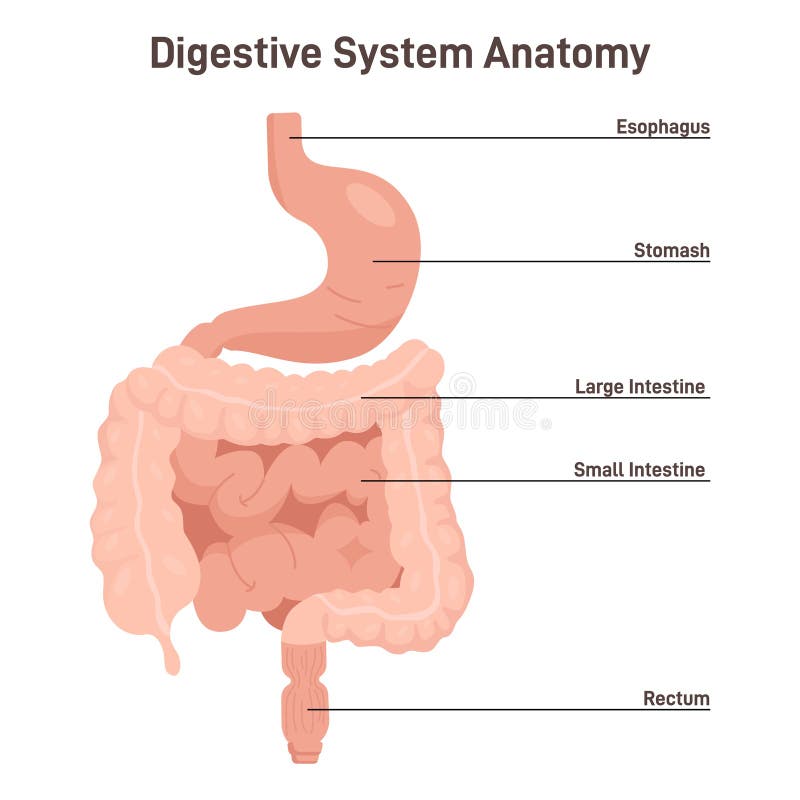 Human Digestive System. Abdominal Internal Organs and Stages Stock ...