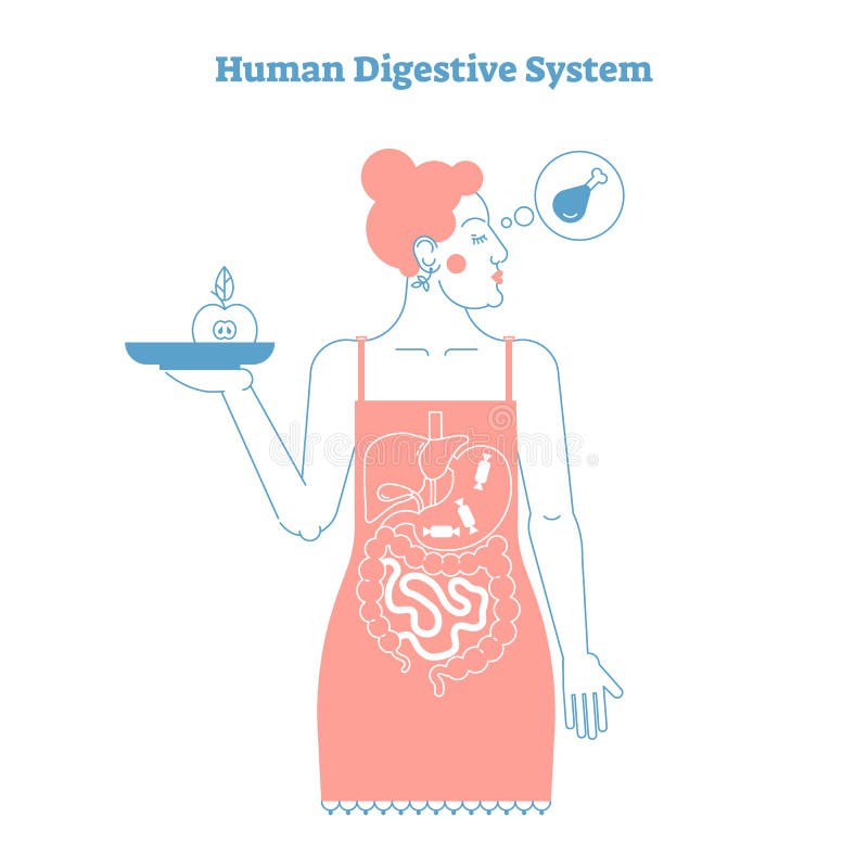2+ Anatomical digestive system Free Stock Photos - StockFreeImages 2+ Anatomical digestive system Free Stock Photos - StockFreeImages