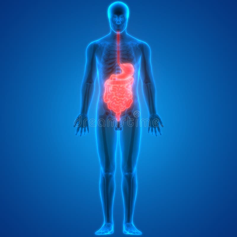 Human Digestive System Anatomy Stock Illustration - Illustration of ...
