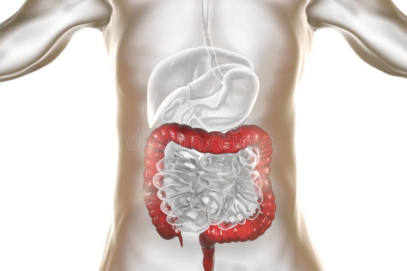 Human Digestive System Anatomy with Highlighted Large Intestine Stock ...