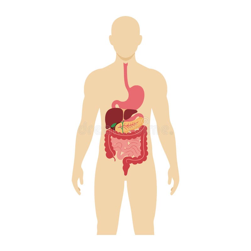 Frontal Digestive System Stock Illustrations – 380 Frontal Digestive ...